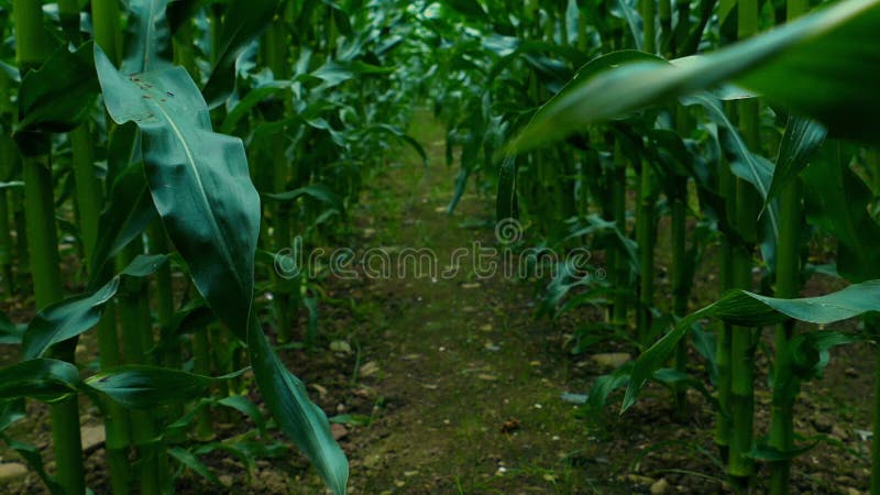 Moving through Corn Field at Ground Level Stock Video - Video of ...