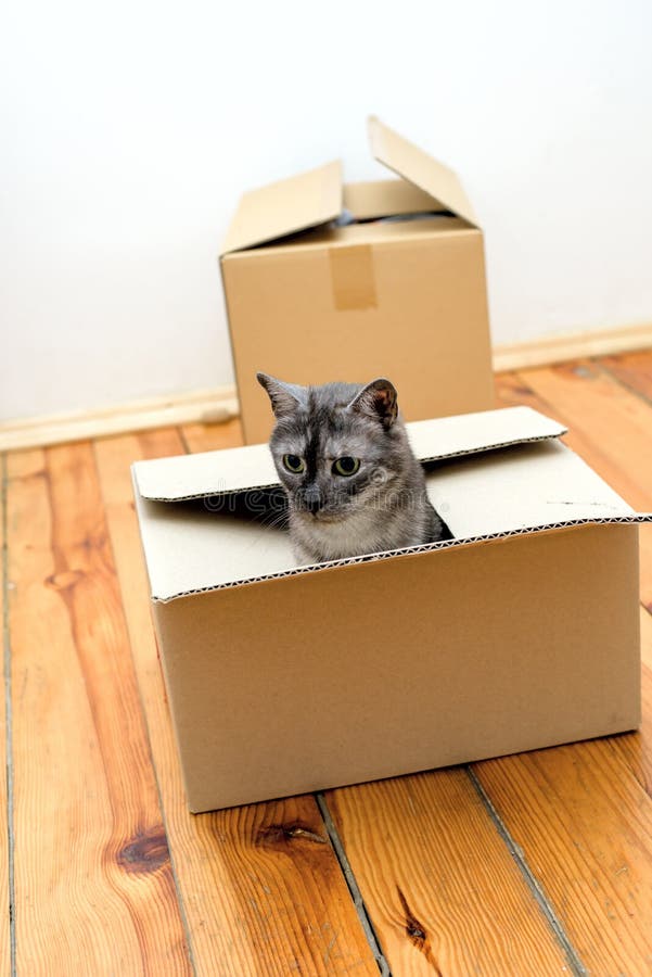 Moving Day - Cardboard Boxes in Room Stock Image - Image of carton ...