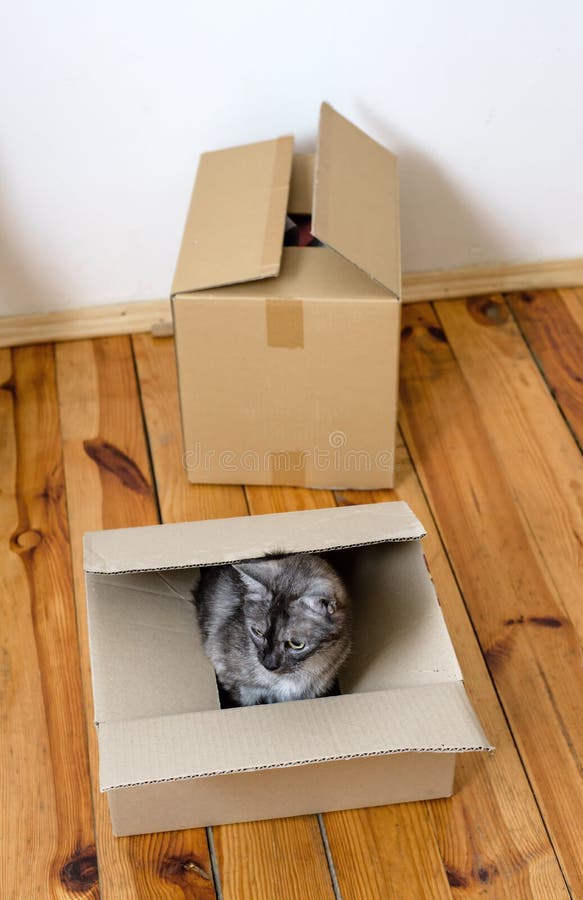 Moving Day - Cardboard Boxes in Room Stock Image - Image of home ...