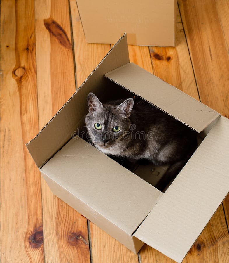 Moving Day - Cat and Cardboard Boxes Stock Photo - Image of high, home ...