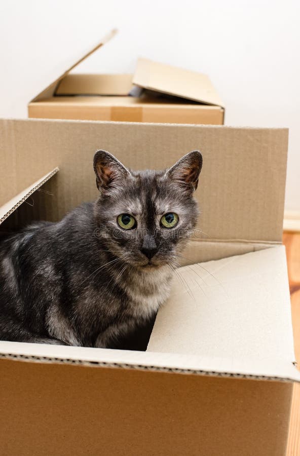 Moving Day - Cat and Cardboard Boxes Stock Photo - Image of shipping ...