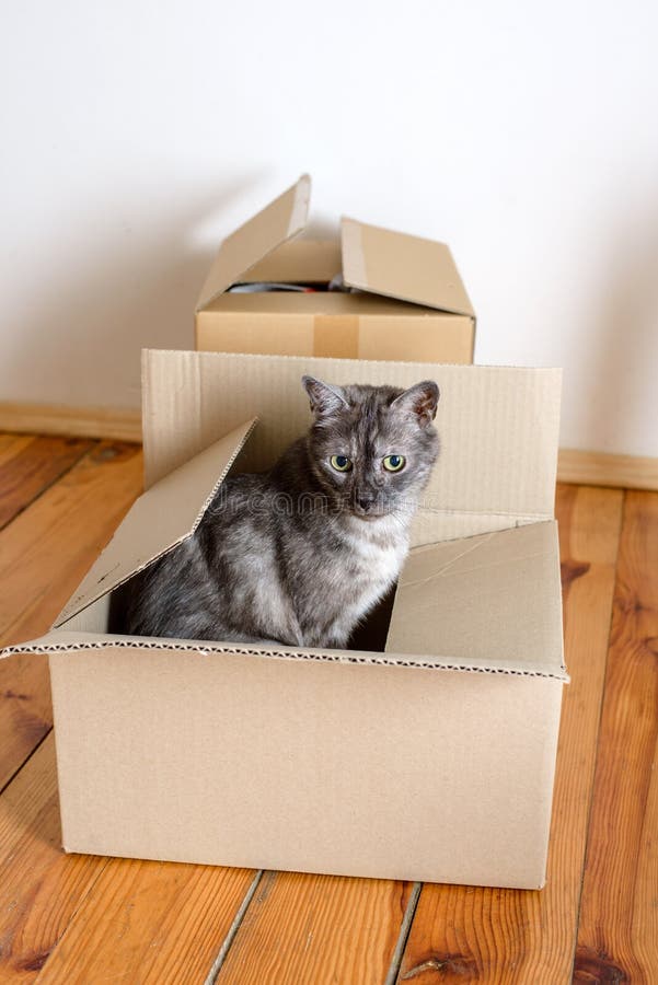 5,150 Cat Moving Stock Photos - Free & Royalty-Free Stock Photos from ...