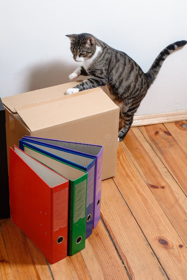 5,905 Cat Moving Stock Photos - Free & Royalty-Free Stock Photos from ...