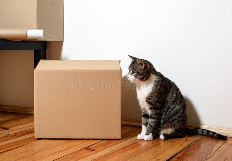4,769 Cat Moving Stock Photos - Free & Royalty-Free Stock Photos from ...