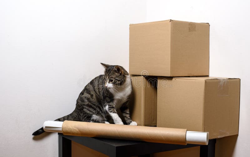 417 Cat Box Moving Stock Photos - Free & Royalty-Free Stock Photos from ...