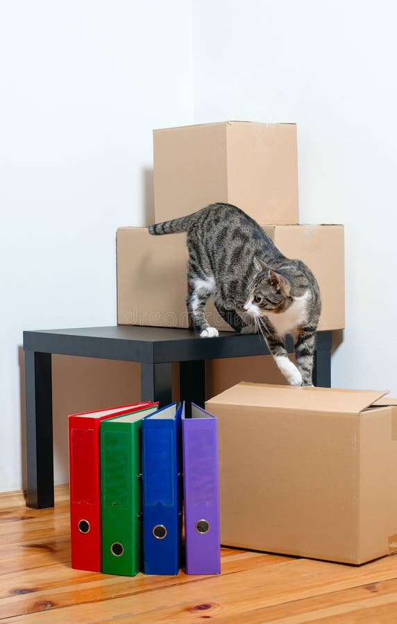 Moving Day - Cat and Cardboard Boxes in Room Stock Image - Image of ...