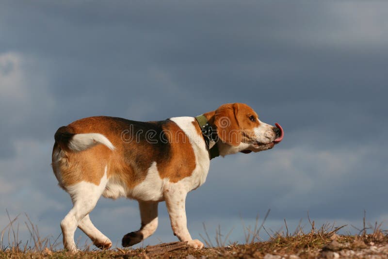 Moving Dog Picture. Image: 4568246