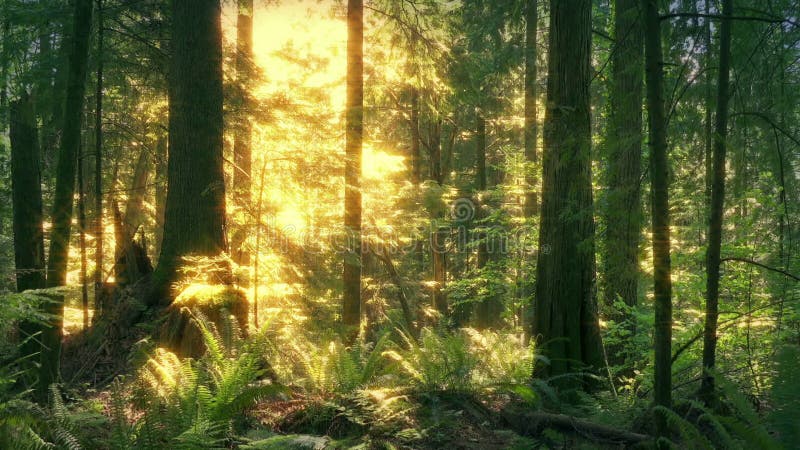 Moving Down To Ground in Sunset Forest Stock Video - Video of trees ...