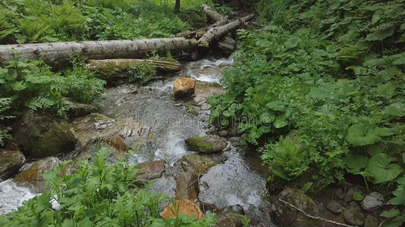 Moving Down with Water in Forest Waterfall Stock Photo - Image of place ...