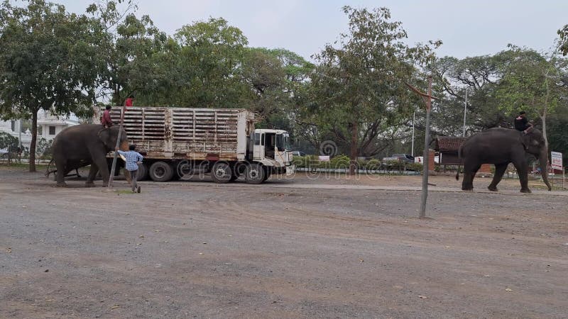 Moving Elephants with a Rider on Their Back Stock Footage - Video of ...