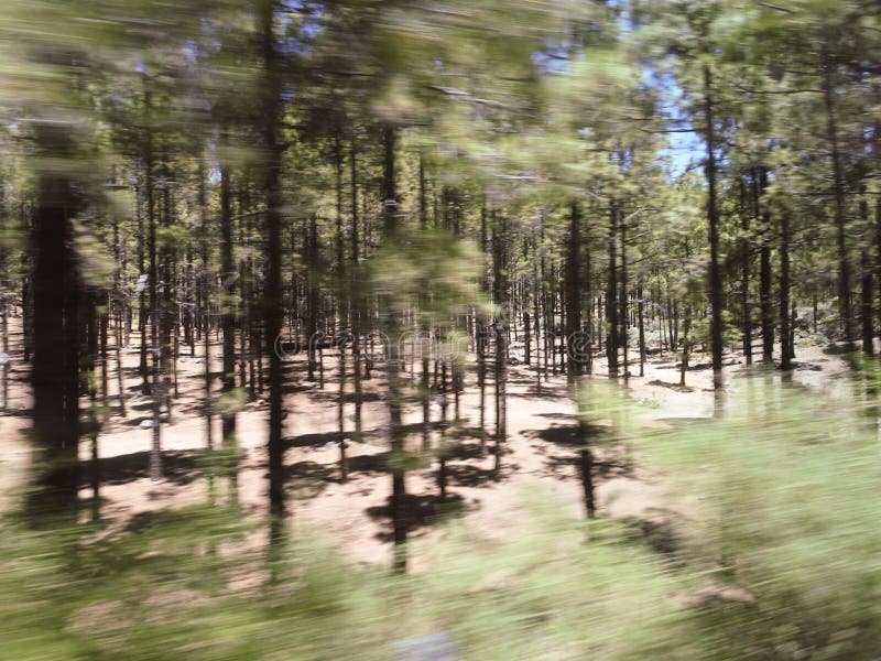 Moving fast in the forest stock photo. Image of landscape - 99210504