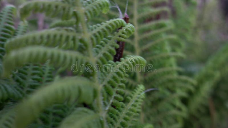 Moving through the Ferns in the Forest Stock Footage - Video of woods ...