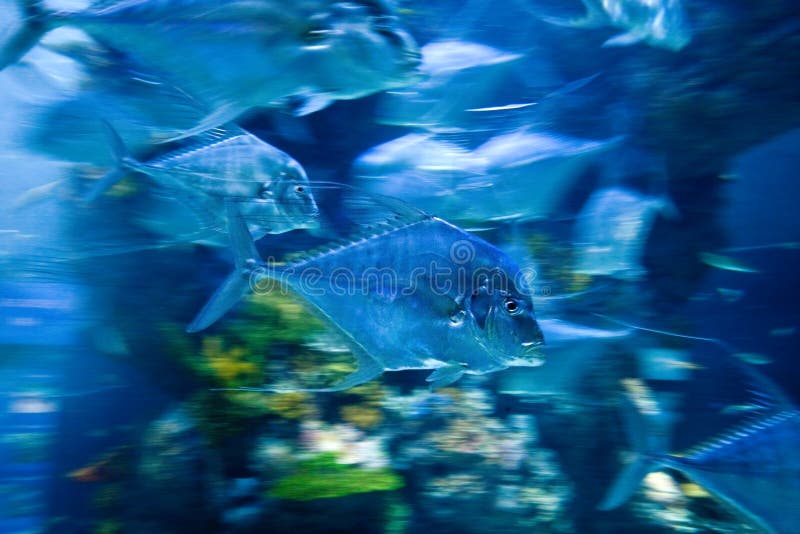Moving Fish in Underwater Aquarium Stock Image - Image of oceanarium ...