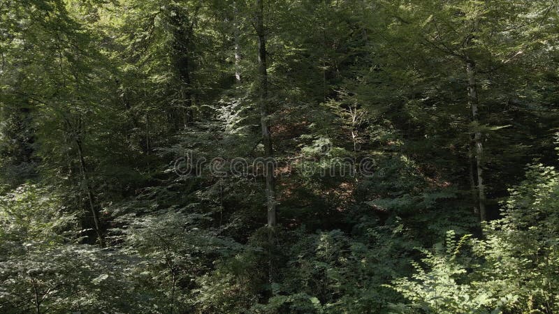 Moving Slowly Forward in a Green Deciduous Forest on a Hill Stock Video ...