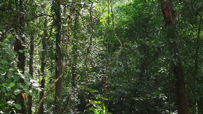Moving Forward Shot in the Wild with Lush Foliage Trees during Summer ...