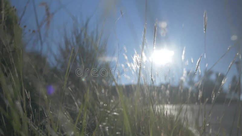 Moving through the Grass in a Farm Stock Video - Video of night ...