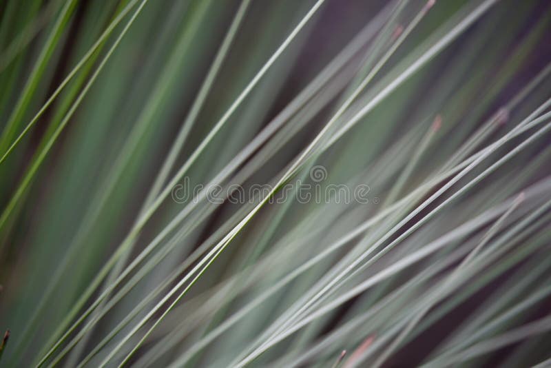 Moving Grass Strands Abstract Stock Photo - Image of green, focus ...