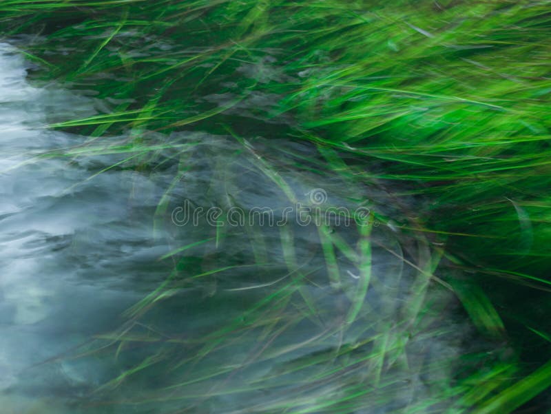 Moving of Green Grass in the Water Pond. Stock Image - Image of ...