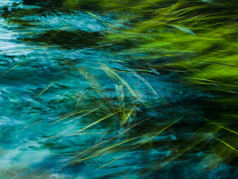 Moving of Green Grass in the Water Pond. Stock Photo - Image of lawn ...