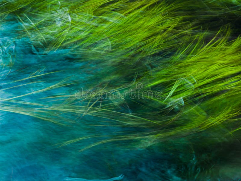 Moving of Green Grass in the Water Pond. Stock Image - Image of reef ...