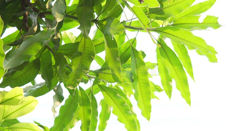 Moving Green Leaves on White Background Stock Video - Video of nature ...