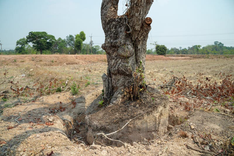 Moving Large Trees To Conserve Stock Photo - Image of natural, nature ...