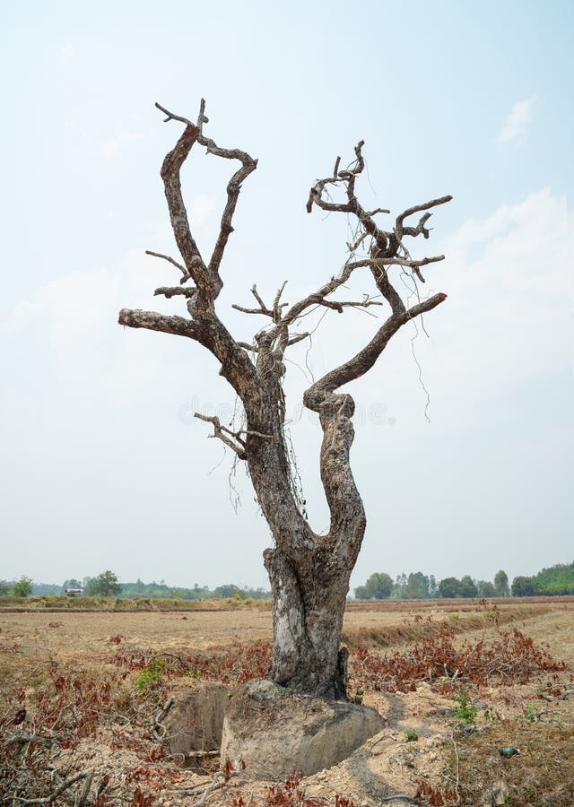 Moving Large Trees To Conserve Stock Image - Image of surrounded, sunny ...