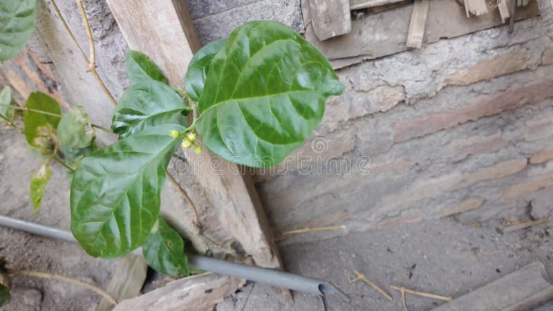 A moving leaf stock footage. Video of blowing, foliage - 228806928