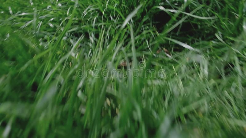 Moving through Long Grass from a Low Wide Angle Perspective Stock Video ...