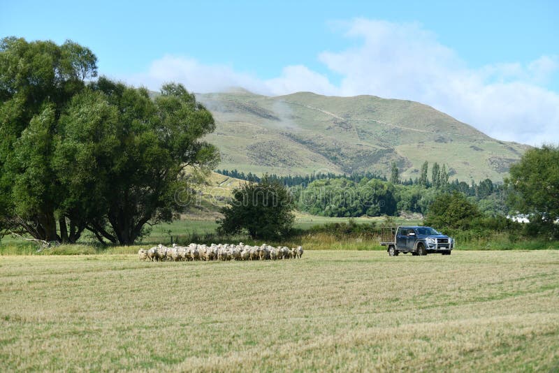 Moving a Mob of Sheep into a New Paddock Stock Photo - Image of ...