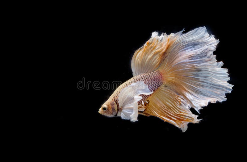 Moving Moment Of Big Ear Siamese Fighting Fish Stock Photo - Image of ...
