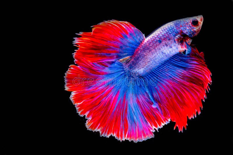 The Moving Moment of Red Blue Half Moon Betta Splendens or Siamese ...