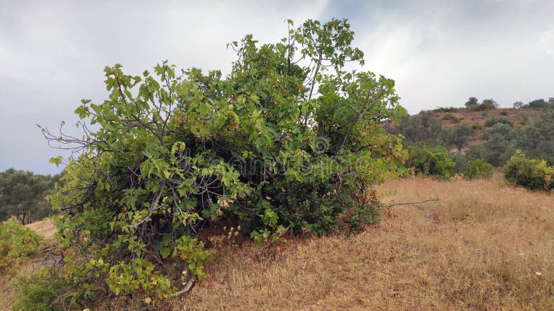 Moving between Olive Trees and Fig Tree in Beautiful Moroccan Mountain ...