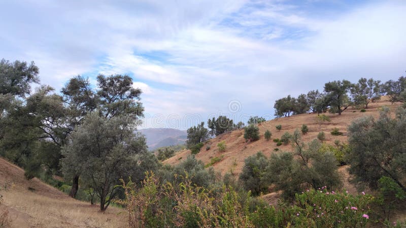 Moving between Olive Trees and Fig Tree in Beautiful Moroccan Mountain ...