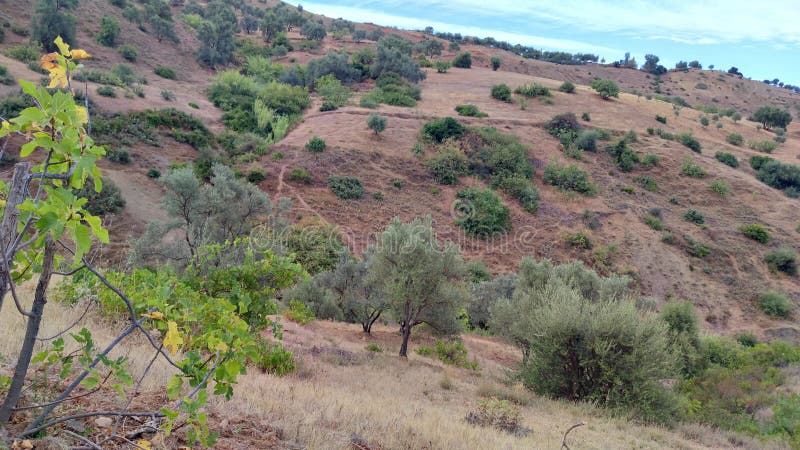 Moving between Olive Trees and Fig Tree in Beautiful Moroccan Mountain ...