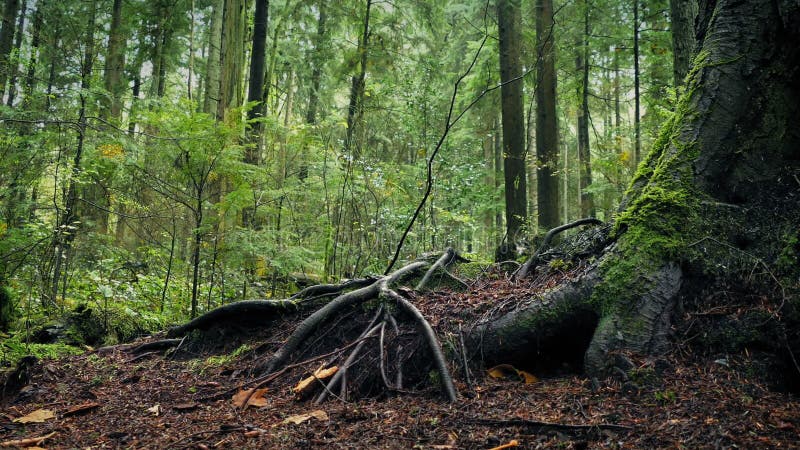 Moving Past Large Tree Roots in Forest Stock Video - Video of dolly ...