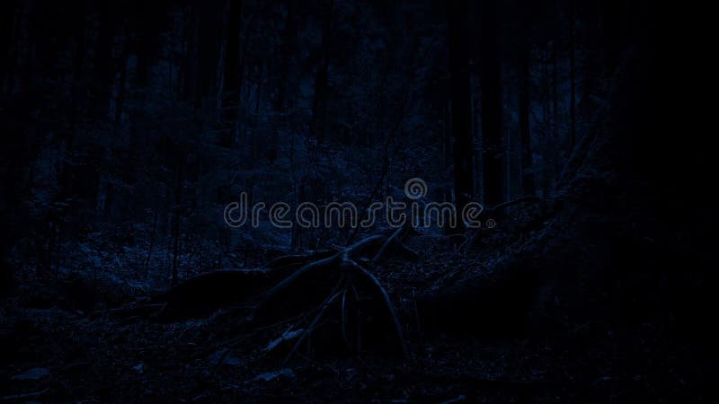 Tree Roots in the Woods Late at Night Stock Video - Video of wood, deep ...