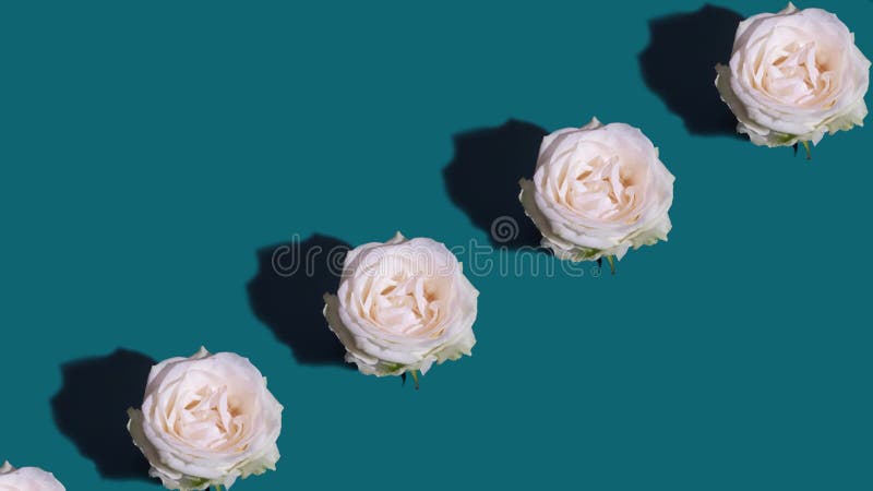 Moving Pattern Made of a White Rose with Hard Shadows on a Green ...
