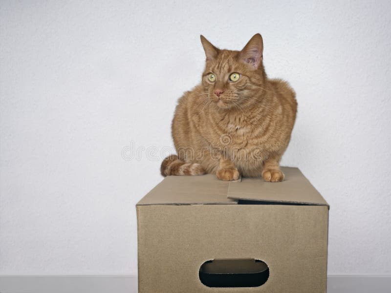 Moving with Pets - Ginger Cat Sitting on a Cardboard Box. Stock Photo ...