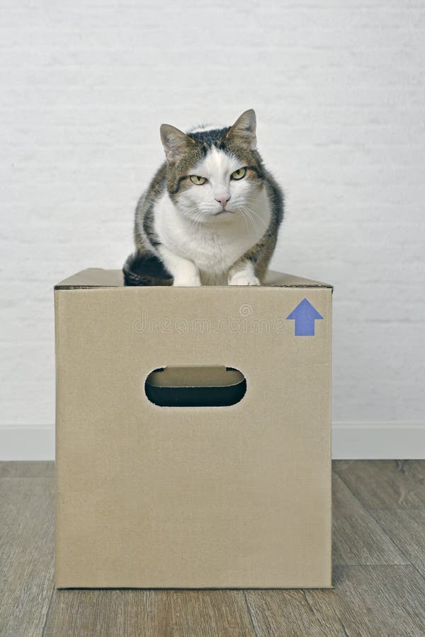 Moving with Pets - Tabby Cat Sitting on a Cardboard Box. Stock Image ...