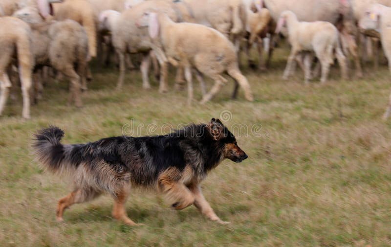 Moving Photo of a Sheepdog Running with a Flock of White Sheep Stock ...