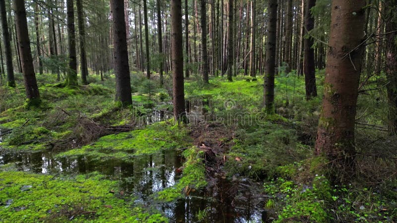 Moving in Pine Forest with Bog Stock Footage - Video of nature, plant ...