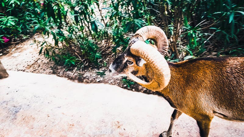 Ram stock photo. Image of moving, capture, benidorm - 122319972