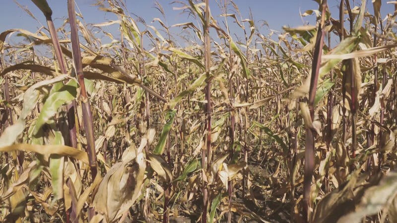 Moving through the Rows of Corn Back Stock Footage - Video of maize ...