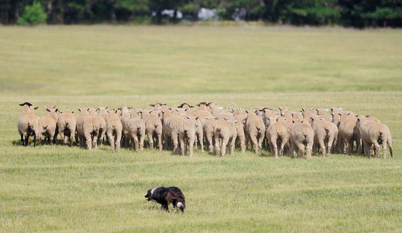 Moving the Sheep (Ovus Aries) Herd Stock Image - Image of sheep, ranch ...