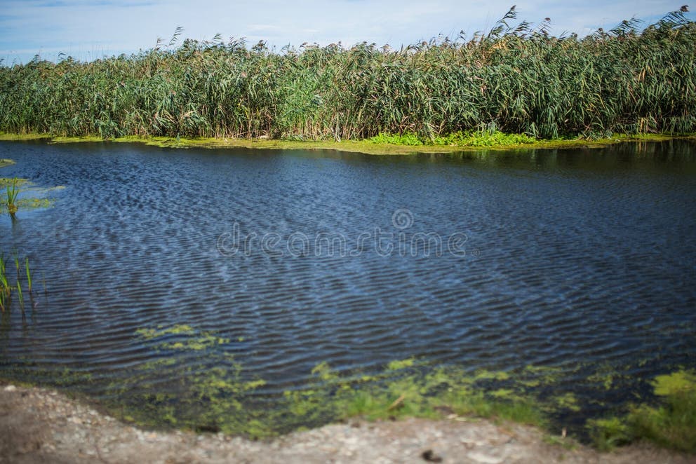 Moving silently stock photo. Image of silence, vegetation - 34146766