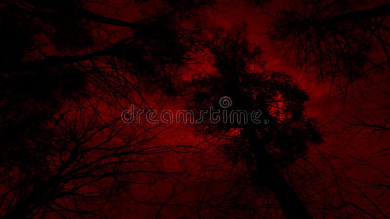 Moving Under Tall Trees with Scary Red Moon Above Stock Video - Video ...