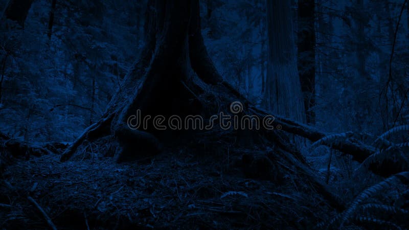 Tree Roots in the Woods Late at Night Stock Video - Video of wood, deep ...