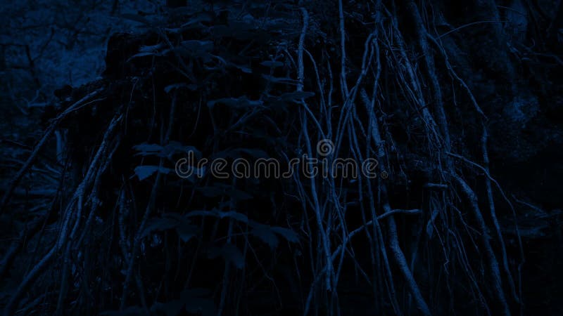 Passing Fallen Tree Roots at Night Stock Video - Video of park, dark ...