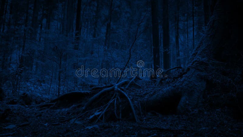 Passing Tree Roots in the Woods at Night Stock Footage - Video of ...